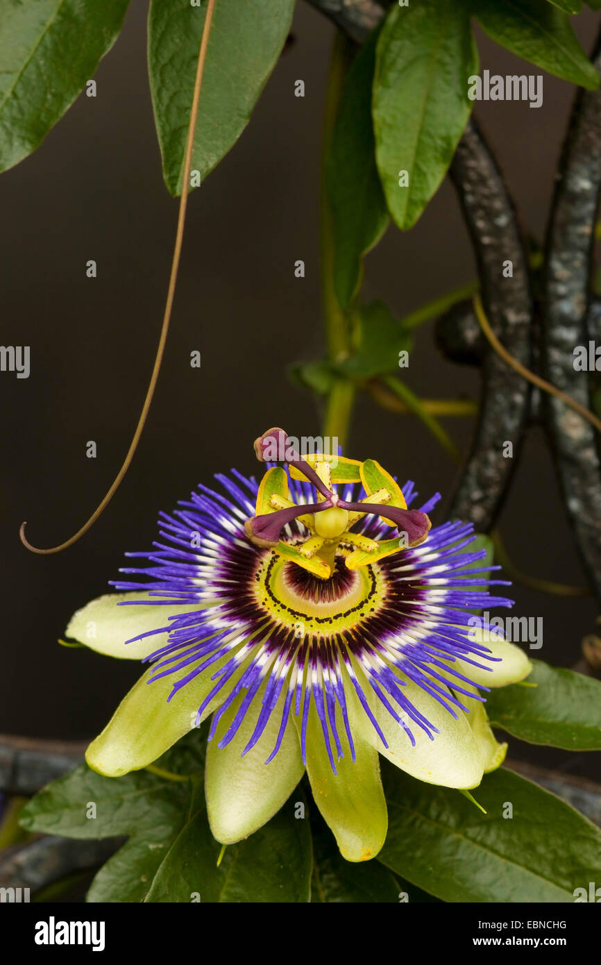 Blue Passionflower (Passiflora caerulea), blooming Stock Photo - Alamy