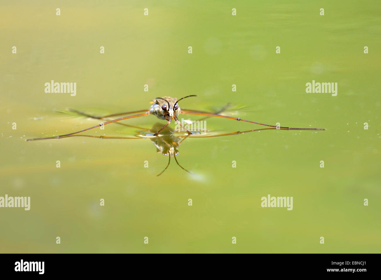 pond skaters, water striders, pond skippers (Gerridae), pond skater on ...