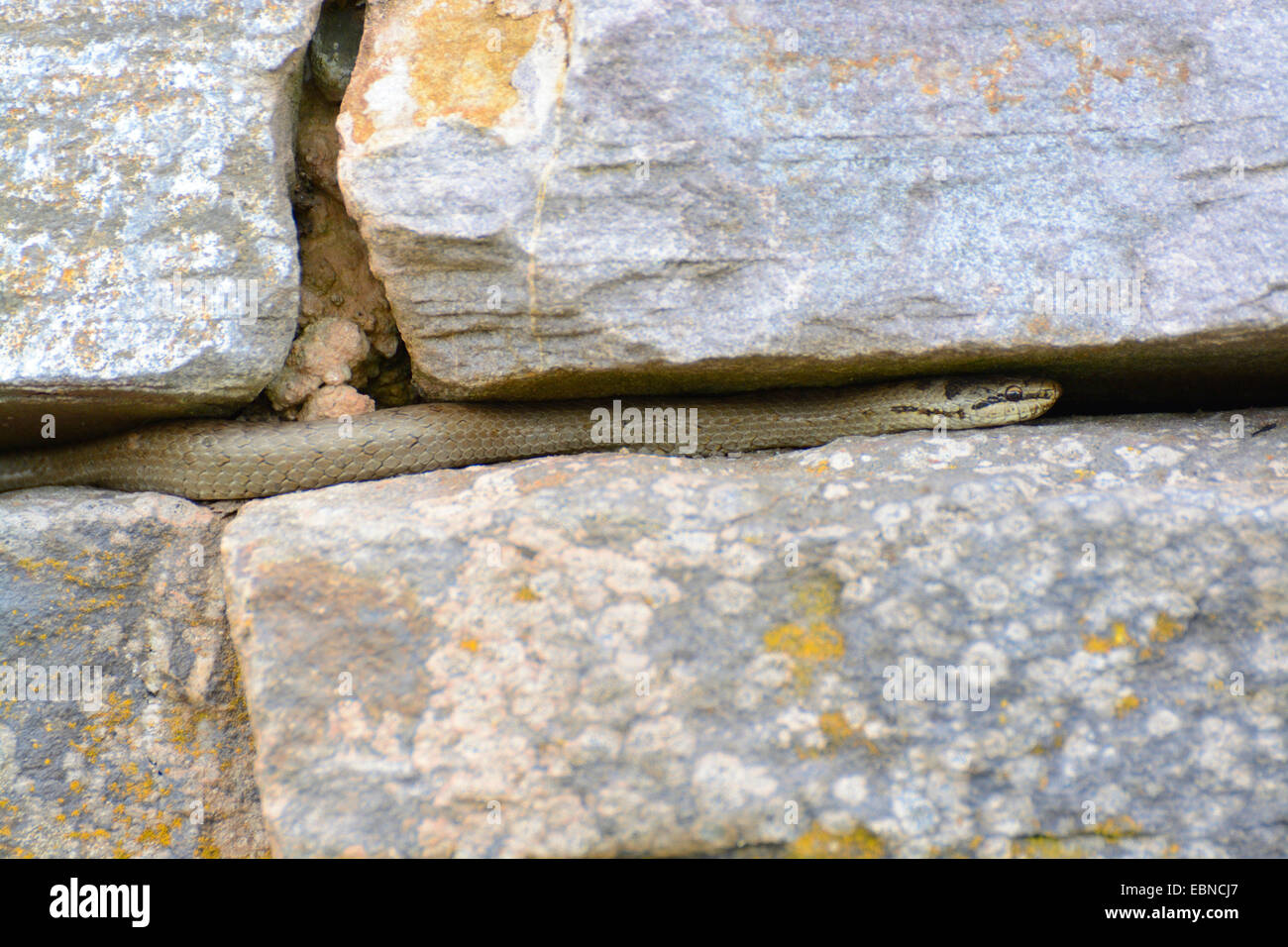 smooth snake (Coronella austriaca), between the stones of a dry wall ...