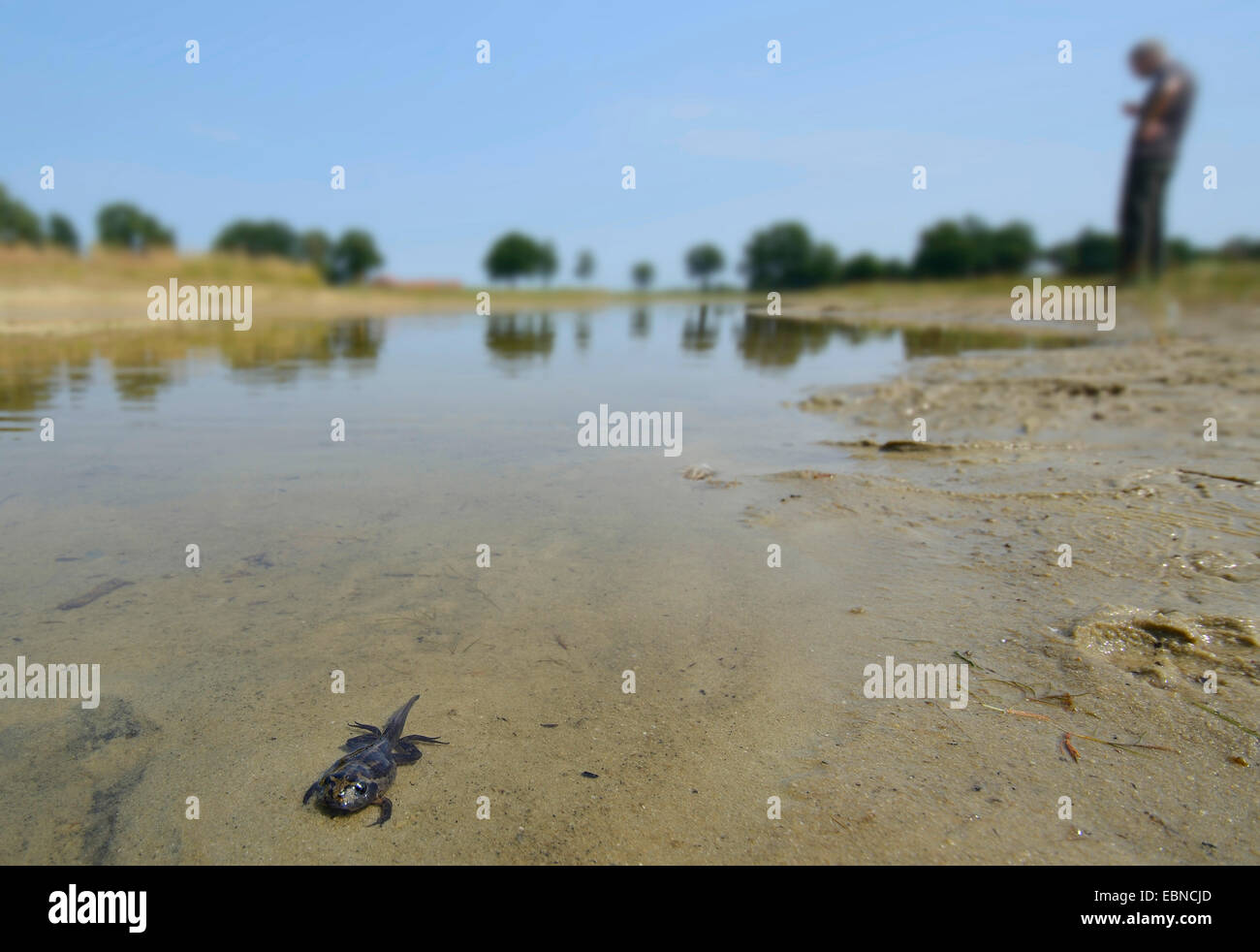 common spadefoot, garlic toad (Pelobates fuscus), older tadpole of a ...