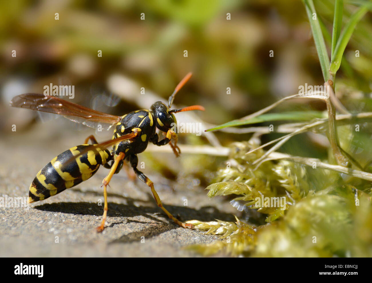 Flying wasp hi-res stock photography and images - Alamy