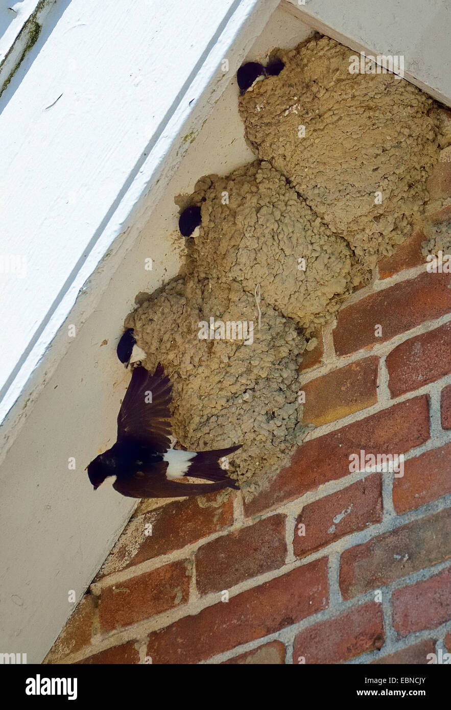common house martin (Delichon urbica), nests of house martins under a ...