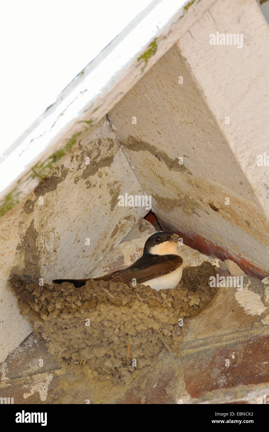Martin in its nest under a gabled roof hi-res stock photography and ...