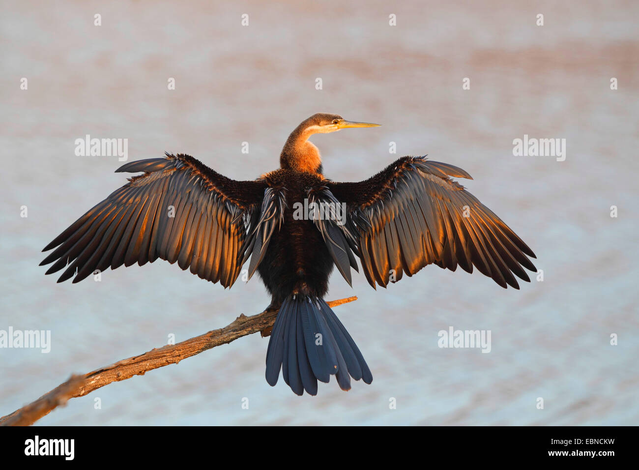 African darter (Anhinga rufa), sitting on a dead branch and dries the ...