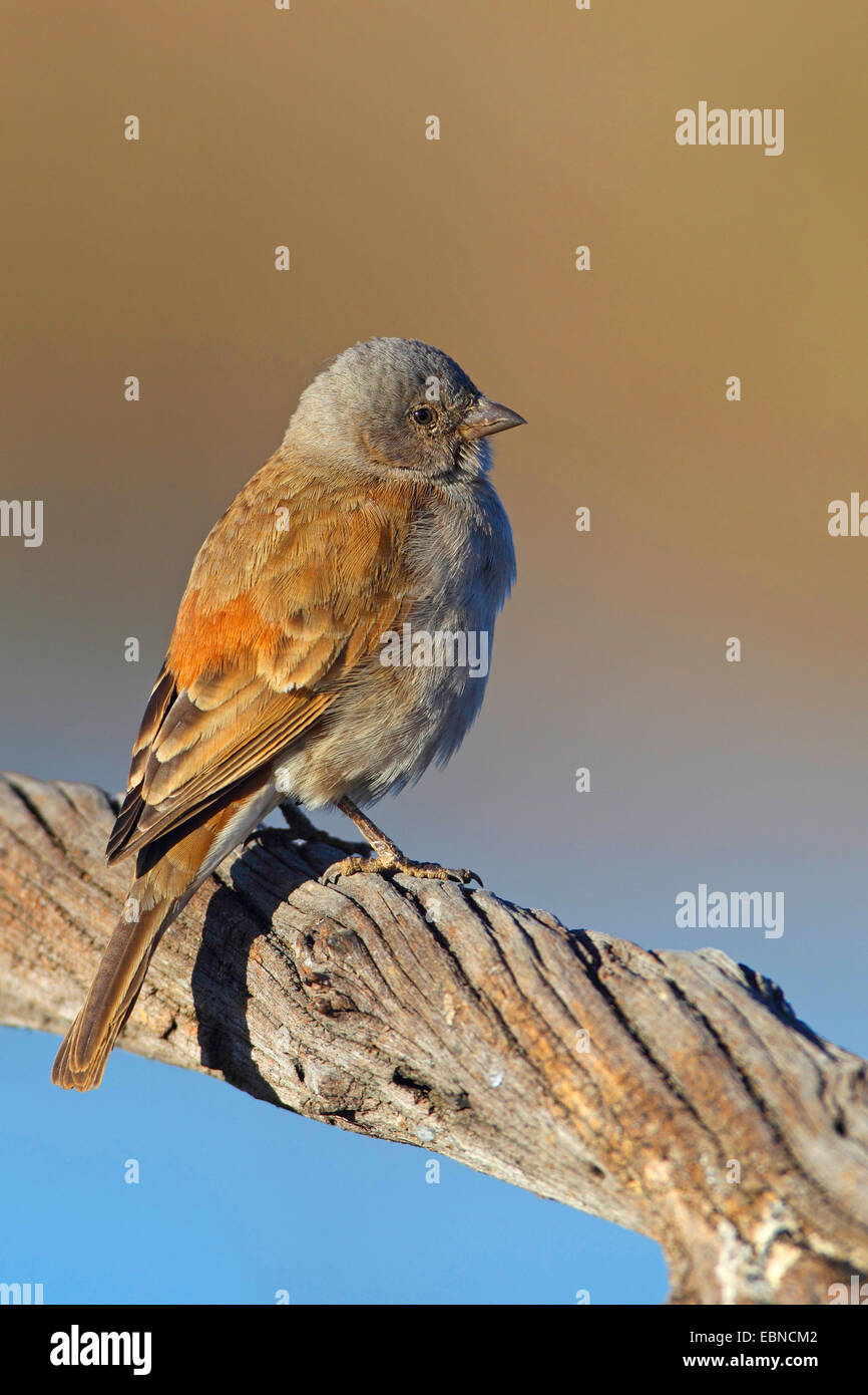 grey-headed sparrow (Passer griseus), sitting on a dead tree , South ...