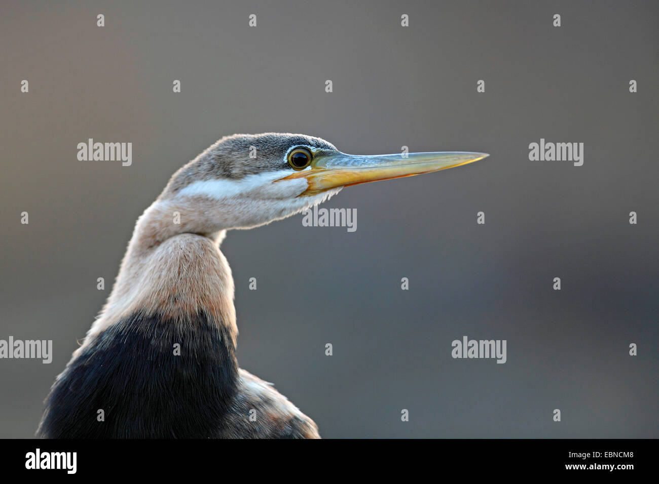 African darter (Anhinga rufa), head portrait, juvenile plumage, South ...