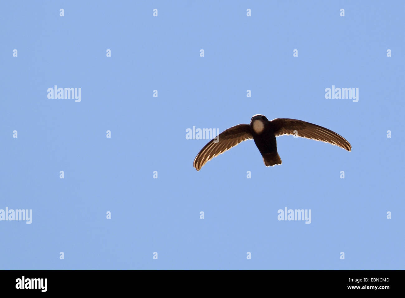 house swift (Apus affinis), flying, South Africa, Barberspan Bird ...
