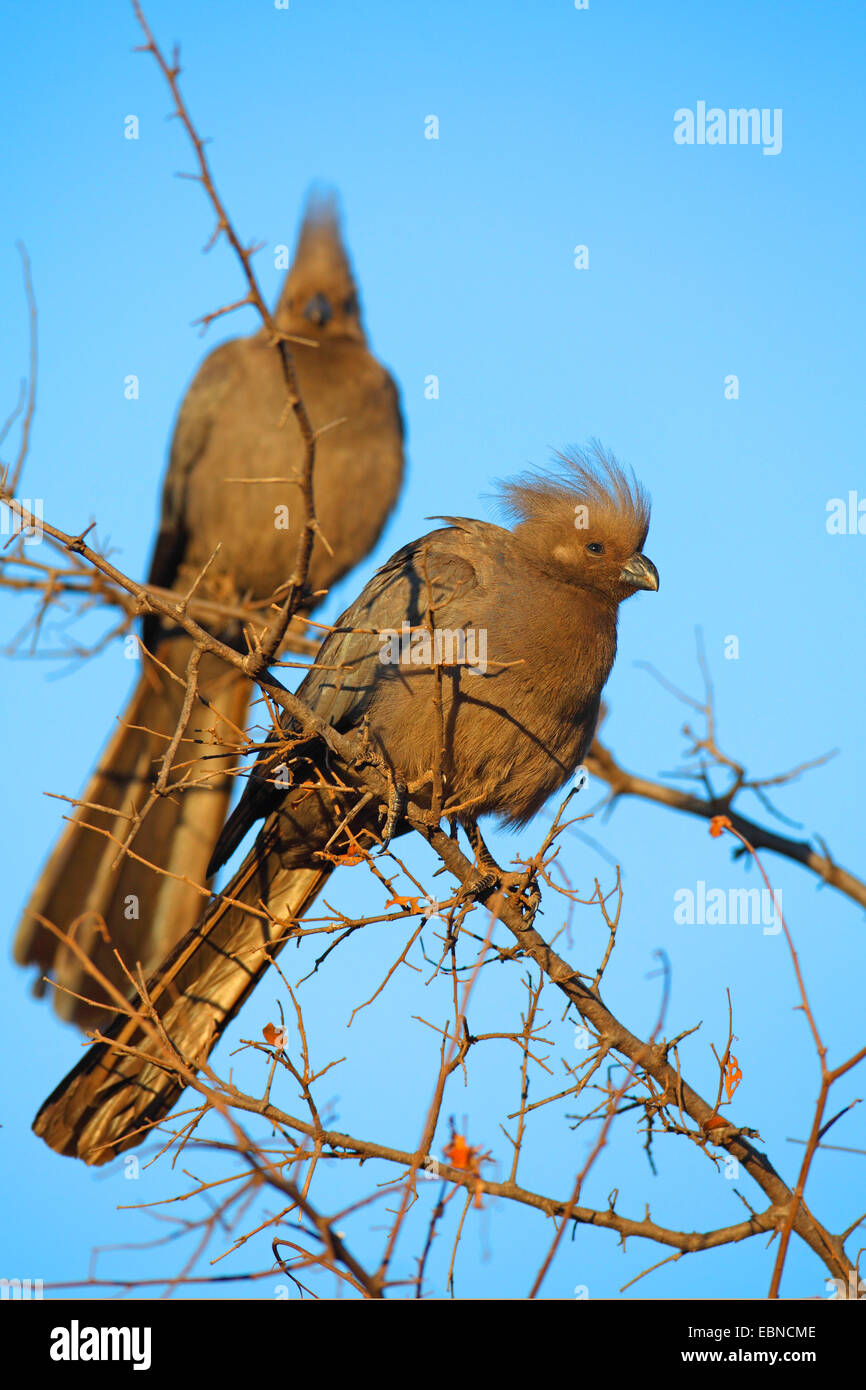 Two birds sitting on a branch of a tree hi-res stock photography and ...