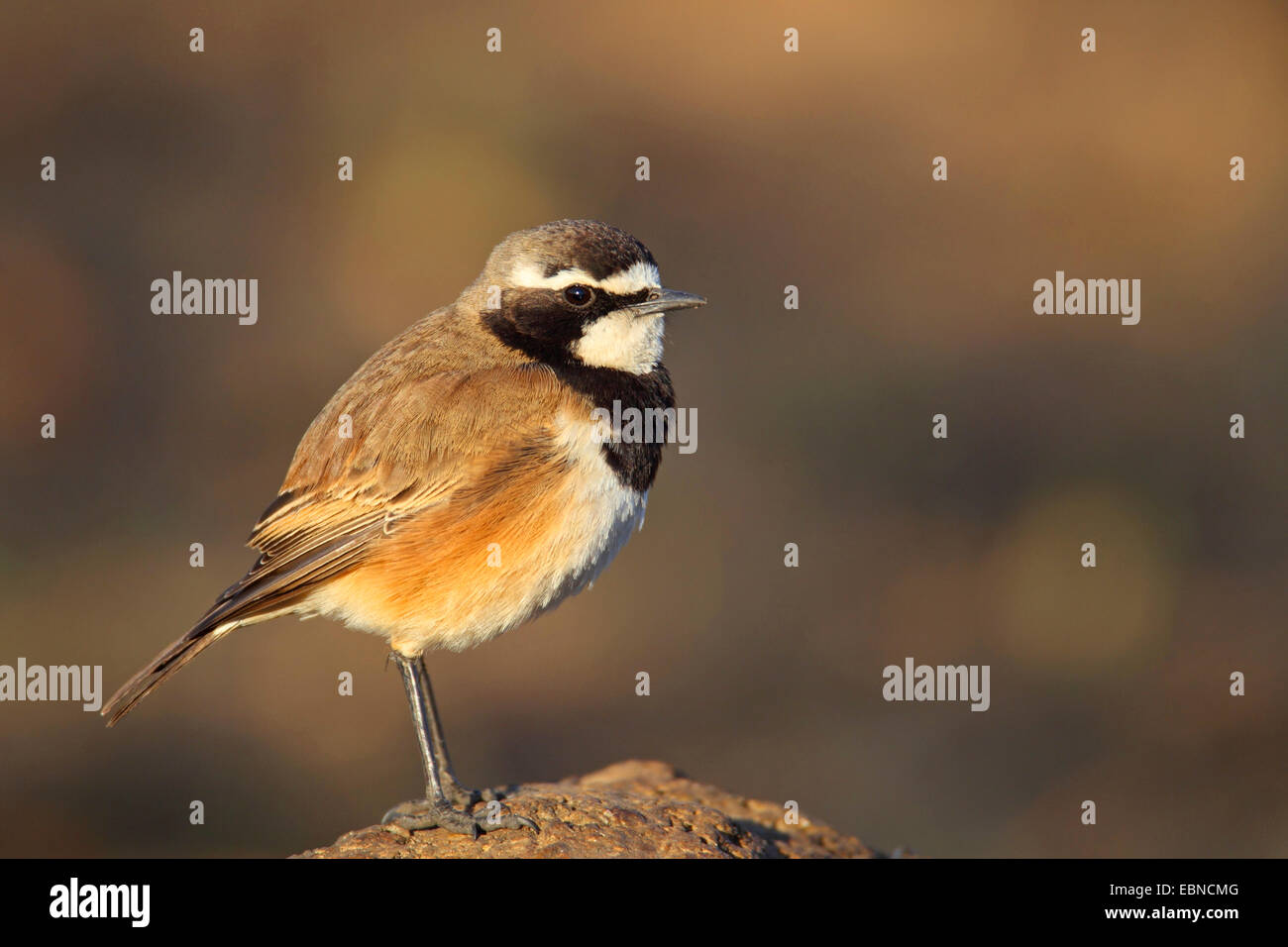 Capped wheatear (Oenanthe pileata), standing on a termite hill, South ...