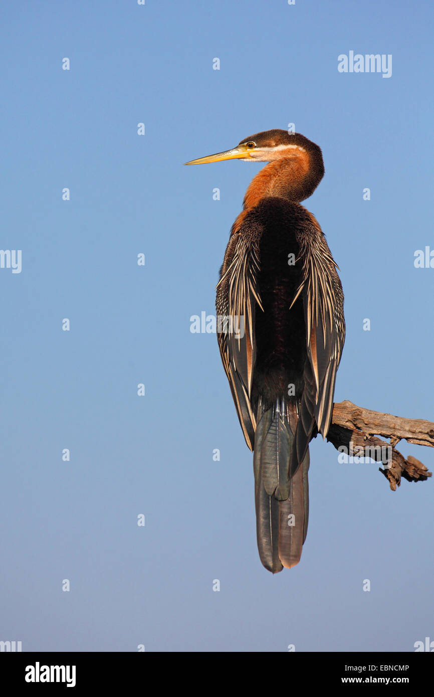 Adult breeding bird hi-res stock photography and images - Alamy