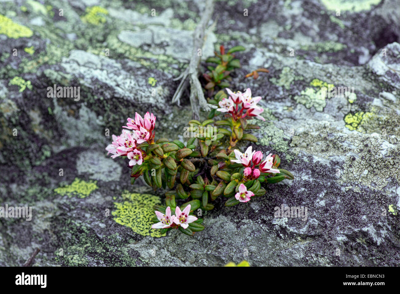 Alpine azalea, trailing azalea (Loiseleuria procumbens), blooming in a ...