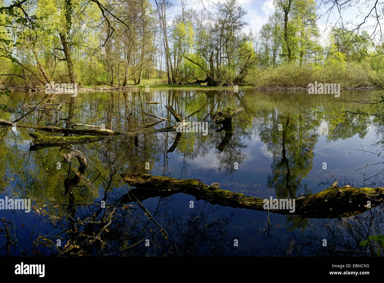 river flood plains of the river Sieg, Germany, North Rhine-Westphalia ...