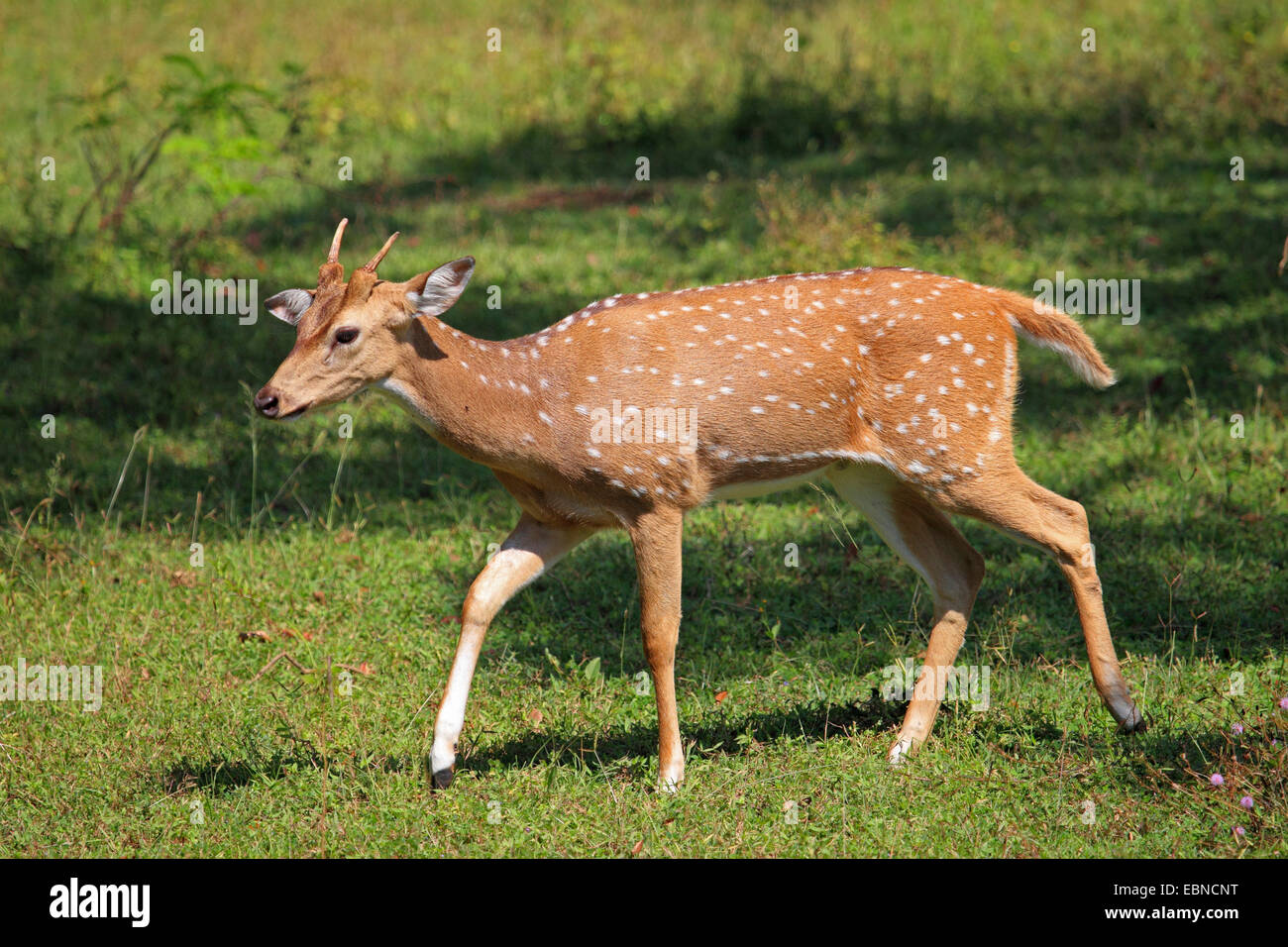 spotted deer, axis deer, chital (Axis axis, Cervus axis), young stag ...