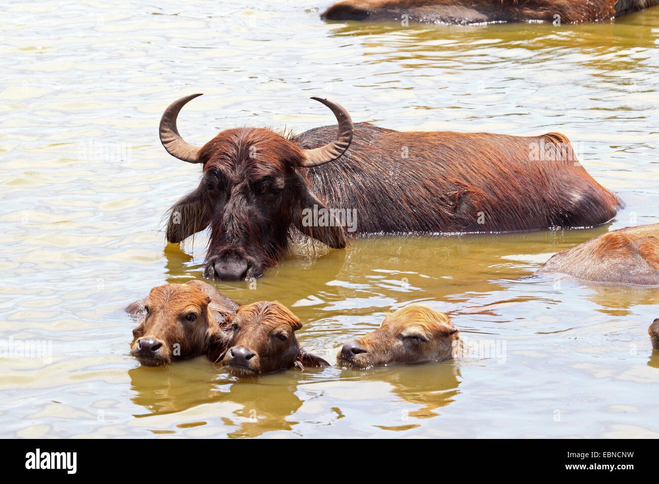 Buffalo calves calves hi-res stock photography and images - Alamy