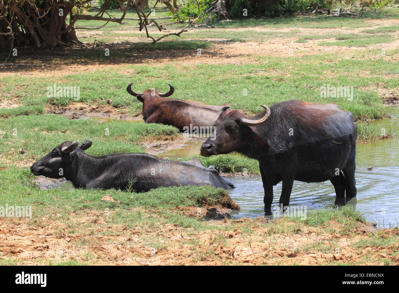 Asian water buffalo, wild water buffalo, carabao (Bubalus bubalis ...