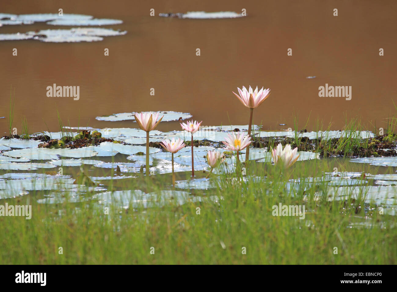 water lily, pond lily (Nymphaea spec.), pond with water lilies, Sri ...