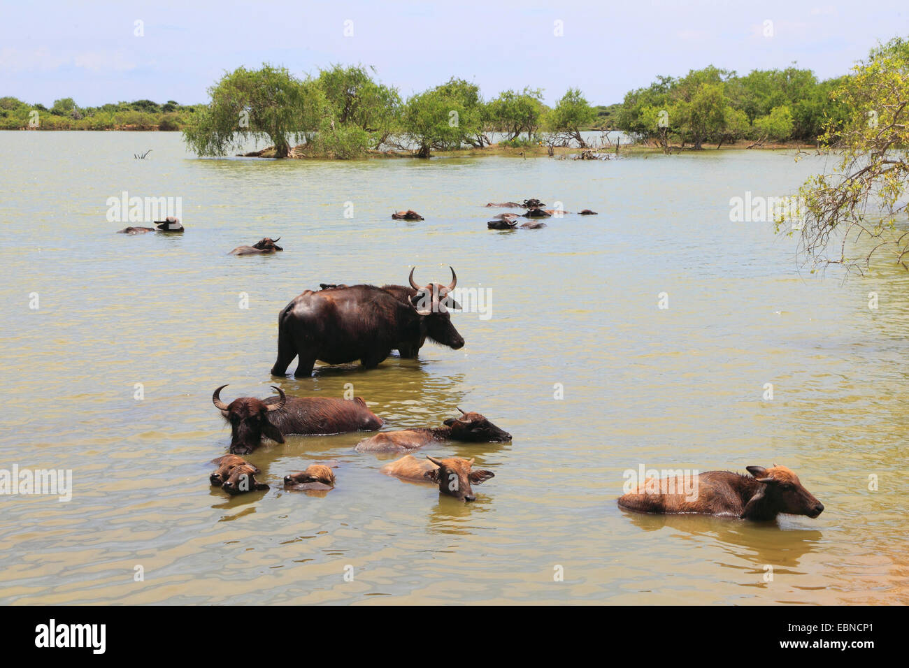 Asian water buffalo, wild water buffalo, carabao (Bubalus bubalis ...