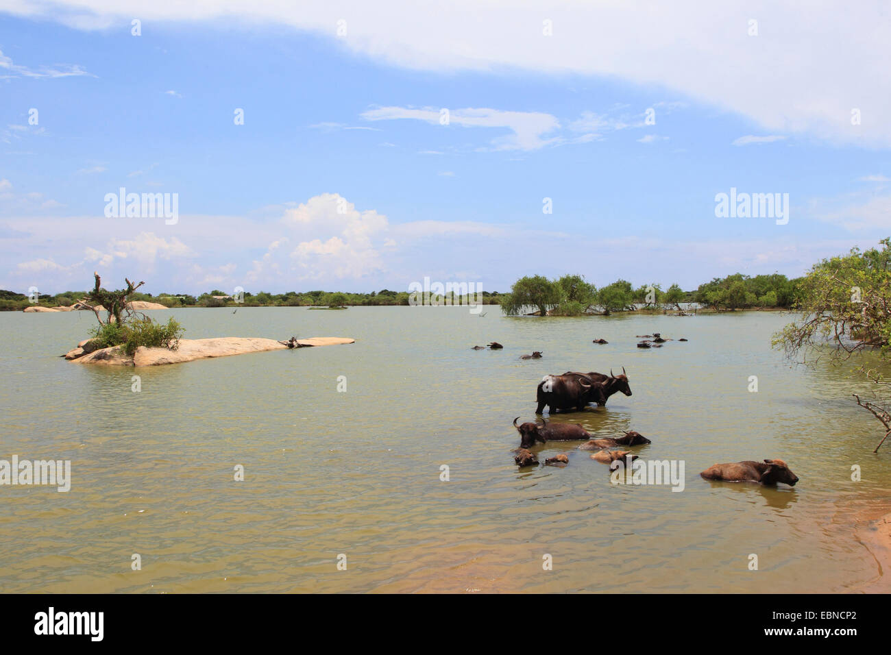 Buffalos bathing in water hi-res stock photography and images - Alamy