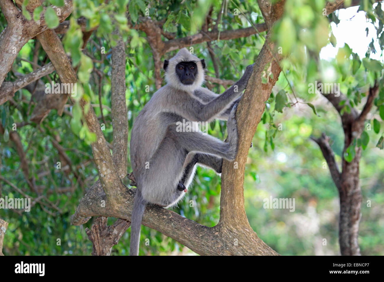 Tufted gray langur (Semnopithecus priam), sitting on a tree, Sri Lanka ...