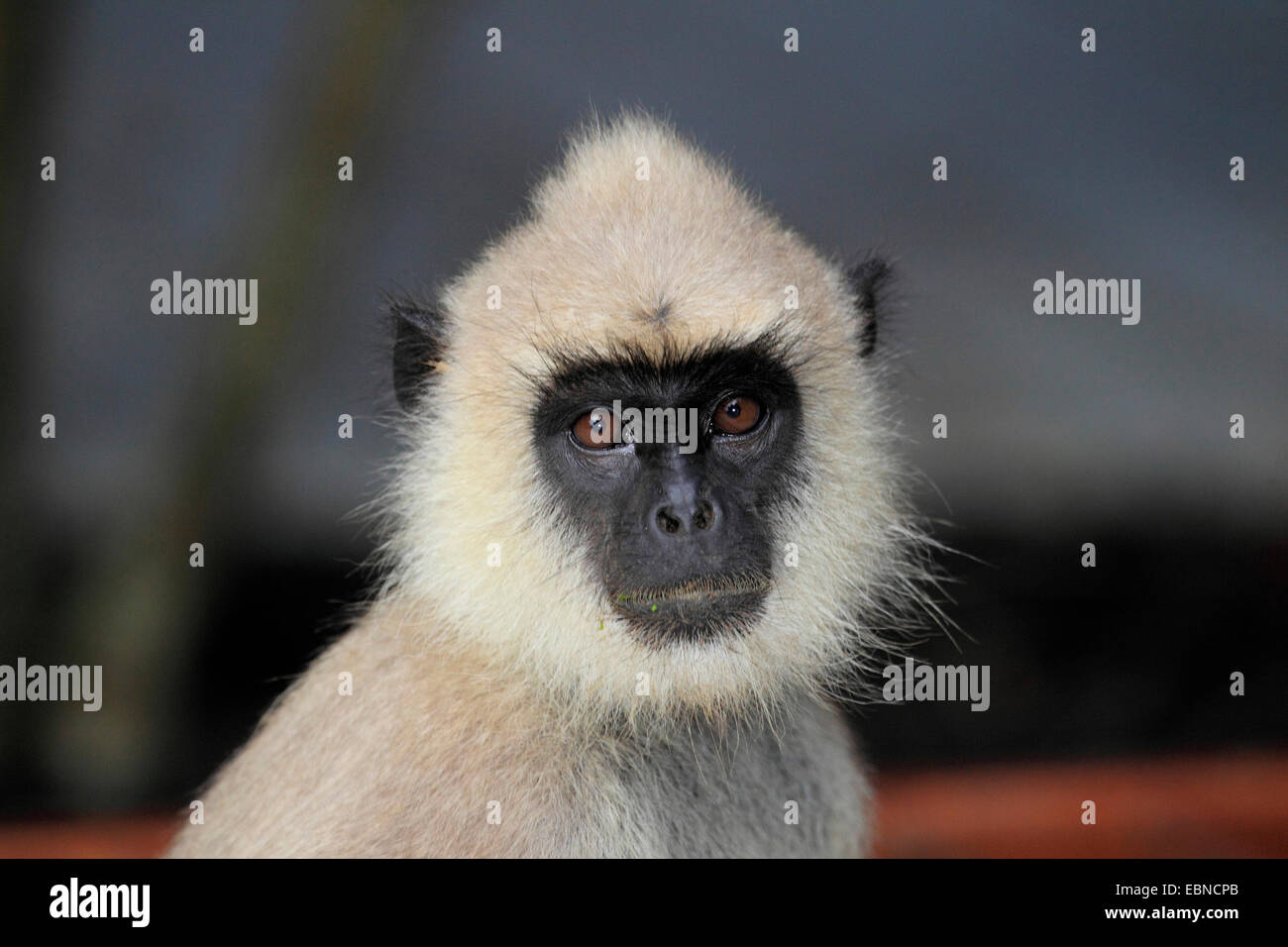 Tufted gray langur (Semnopithecus priam), portrait, Sri Lanka, Yala ...