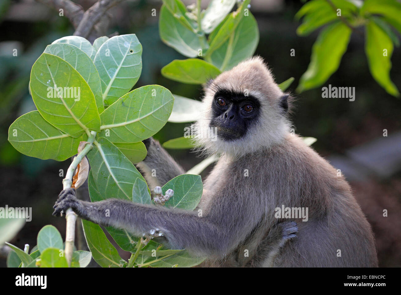 Tufted gray langur (Semnopithecus priam), sitting on a tree, Sri Lanka ...