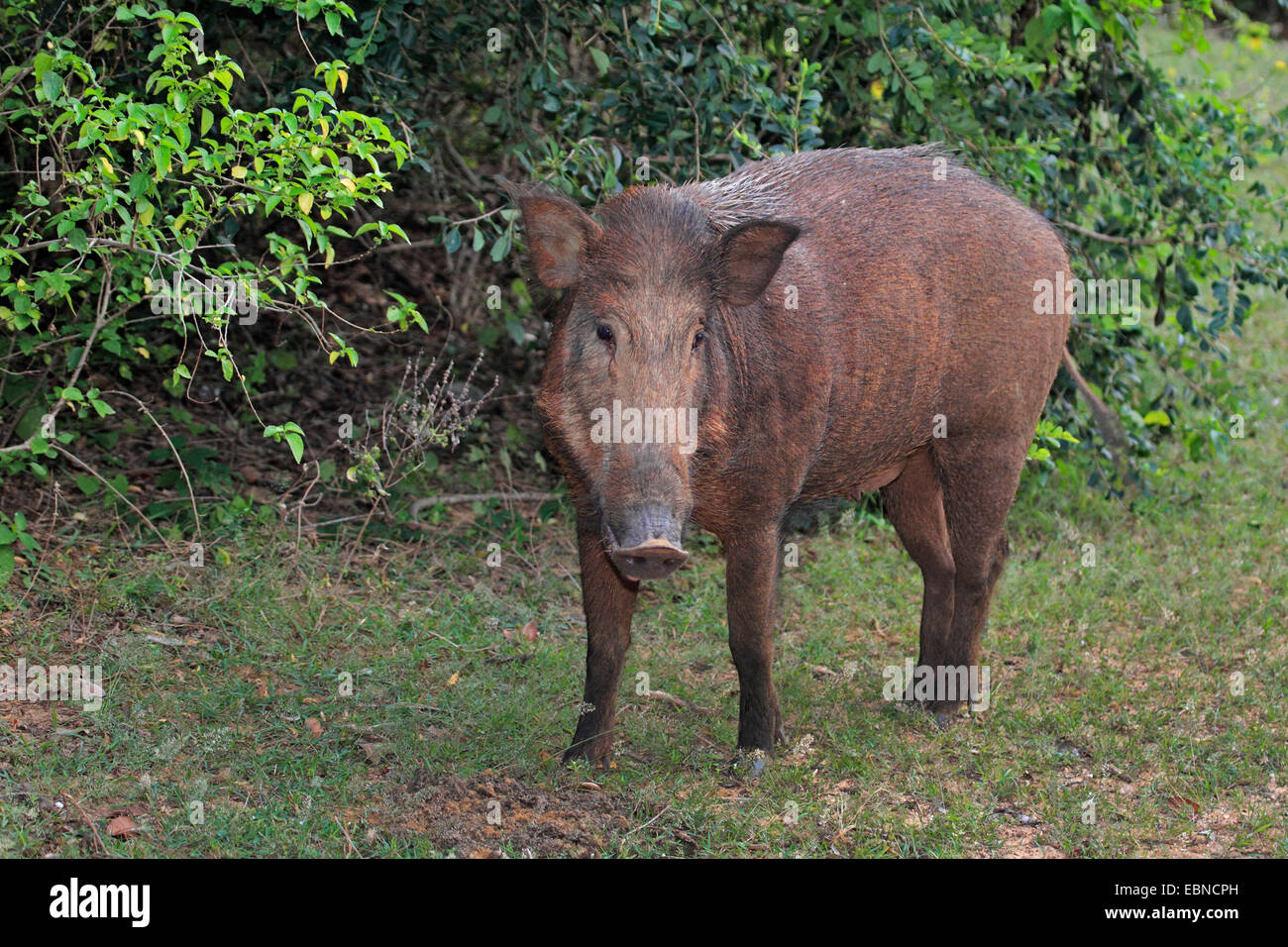 Sri Lankan Wild Boar (Sus scrofa affinis, Sus affinis), standing in ...