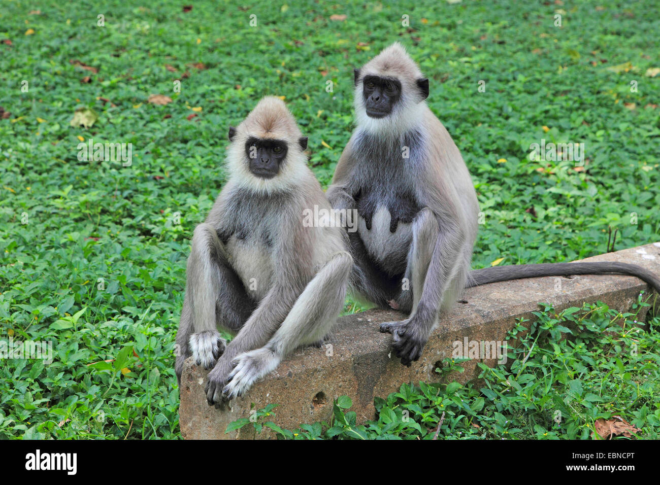 Tufted gray langur (Semnopithecus priam), sitting on a wall, Sri Lanka ...