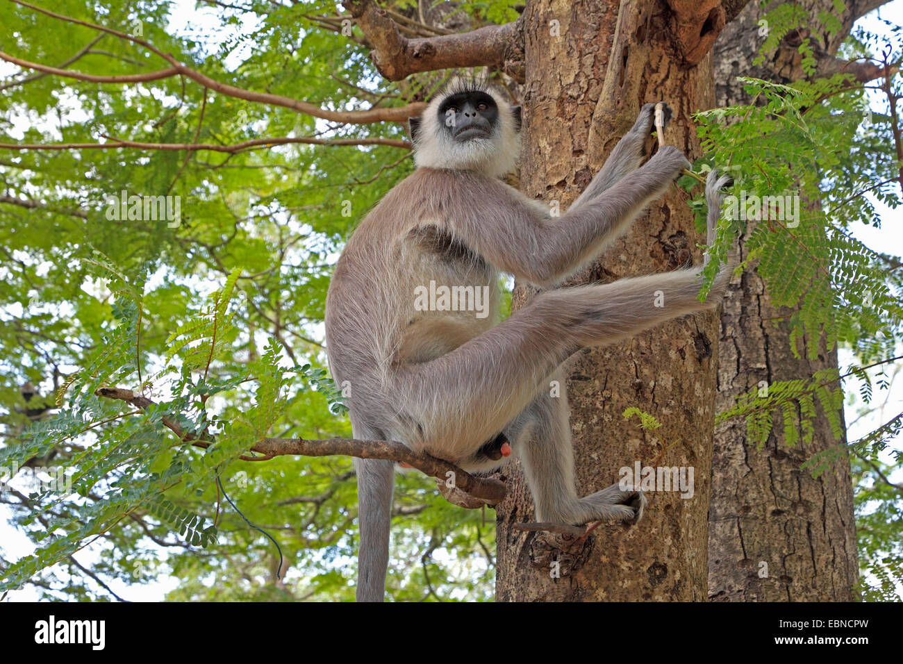 Tufted gray langur (Semnopithecus priam), sitting on a tree, Sri Lanka ...