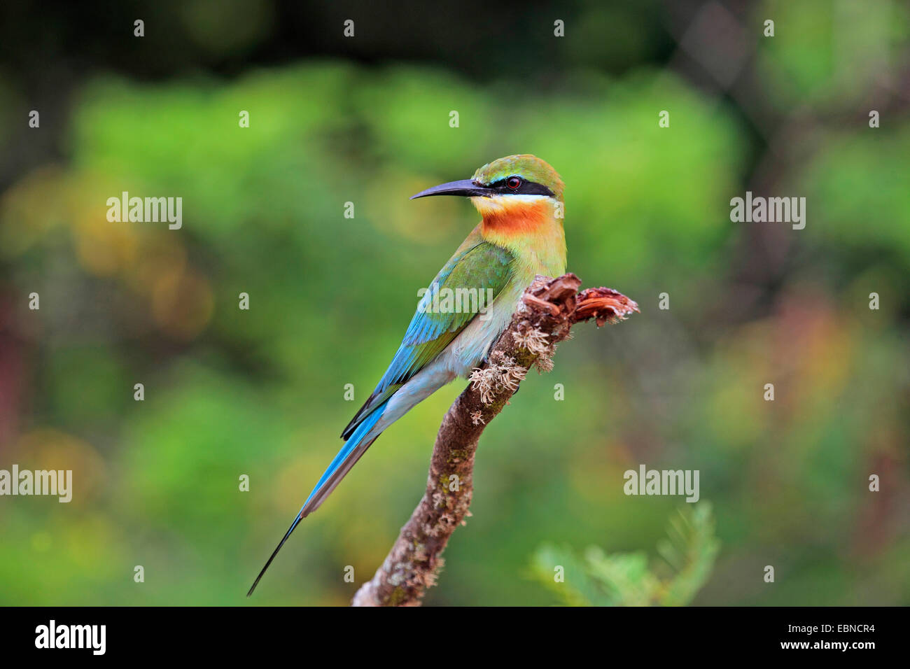 Blue-tailed Bee-eater (Merops philippinus), on a branch, Sri Lanka ...
