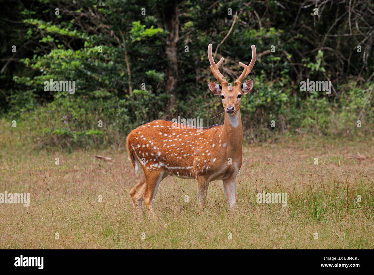 spotted deer, axis deer, chital (Axis axis, Cervus axis), male, Sri ...