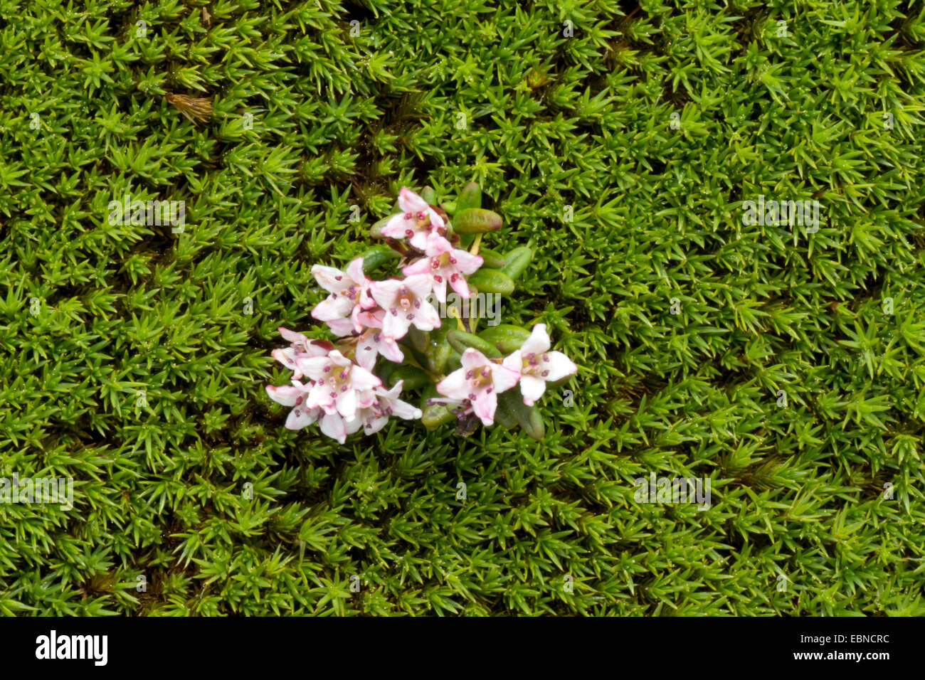 Alpine azalea, trailing azalea (Loiseleuria procumbens), blooming ...