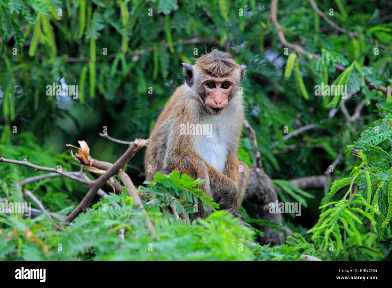 toque macaque (Macaca sinica), sitting on a branch, Sri Lanka, Bundala ...