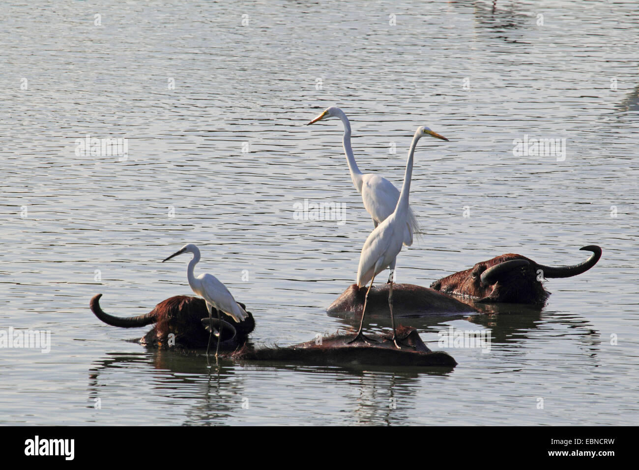 Buffalos bathing in water hi-res stock photography and images - Alamy