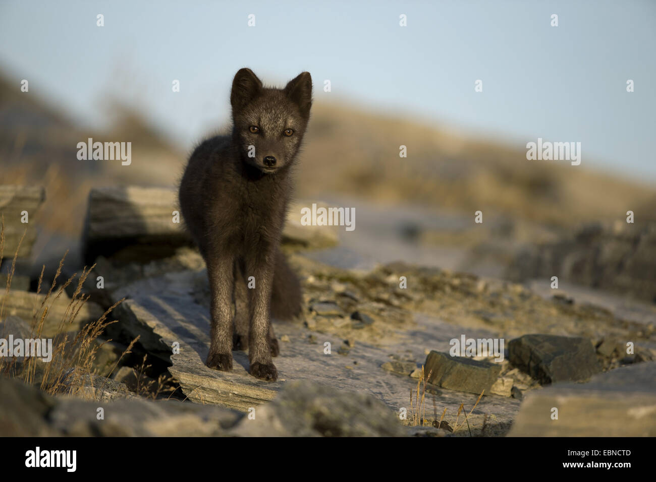 arctic fox, polar fox (Alopex lagopus, Vulpes lagopus), black morphe ...