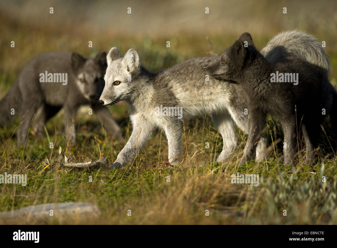 Three arctic foxes hi-res stock photography and images - Alamy