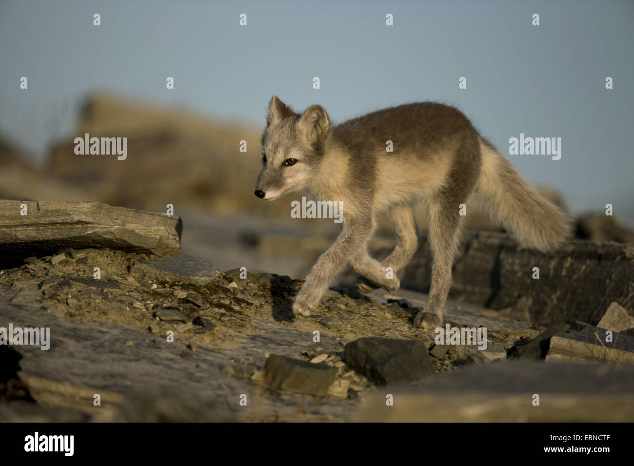 arctic fox, polar fox (Alopex lagopus, Vulpes lagopus), running over ...