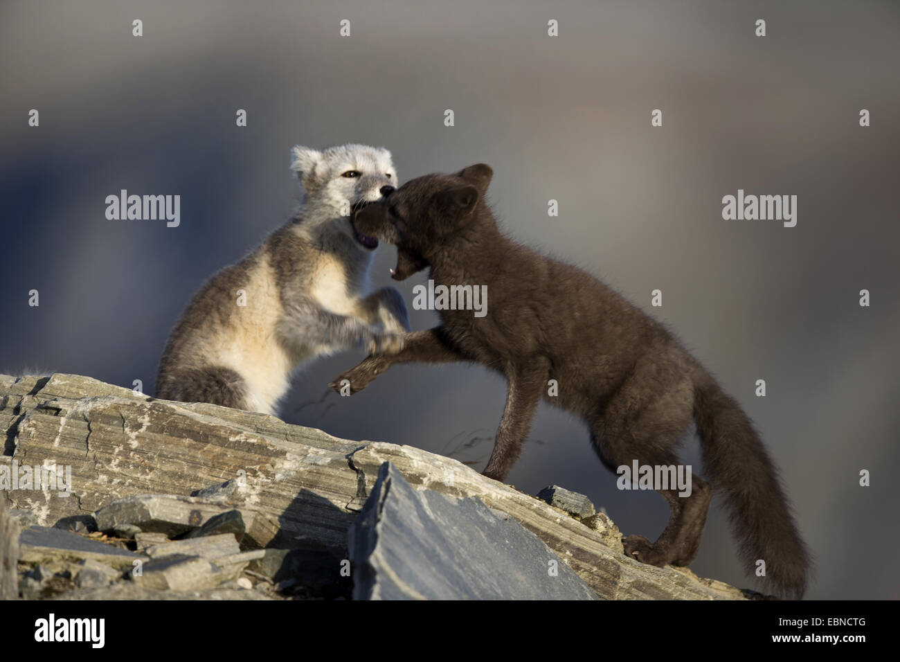 arctic fox, polar fox (Alopex lagopus, Vulpes lagopus), two arctic ...