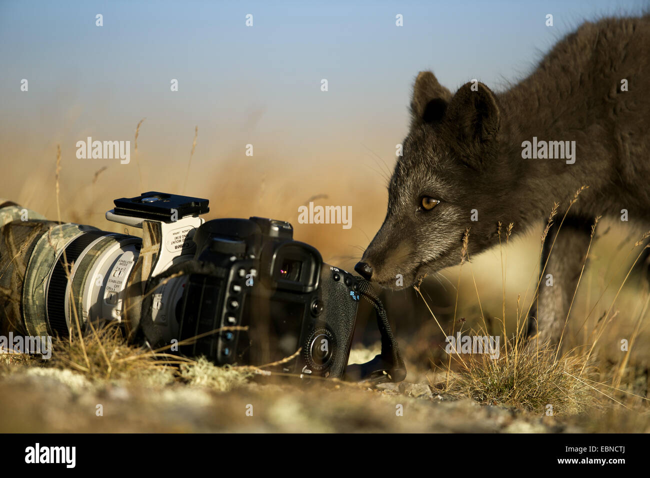arctic fox, polar fox (Alopex lagopus, Vulpes lagopus), sniffing ...