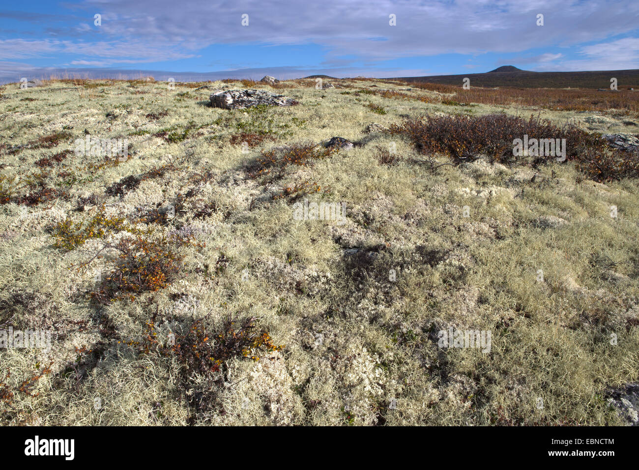 Arctic Tundra Plants Lichen