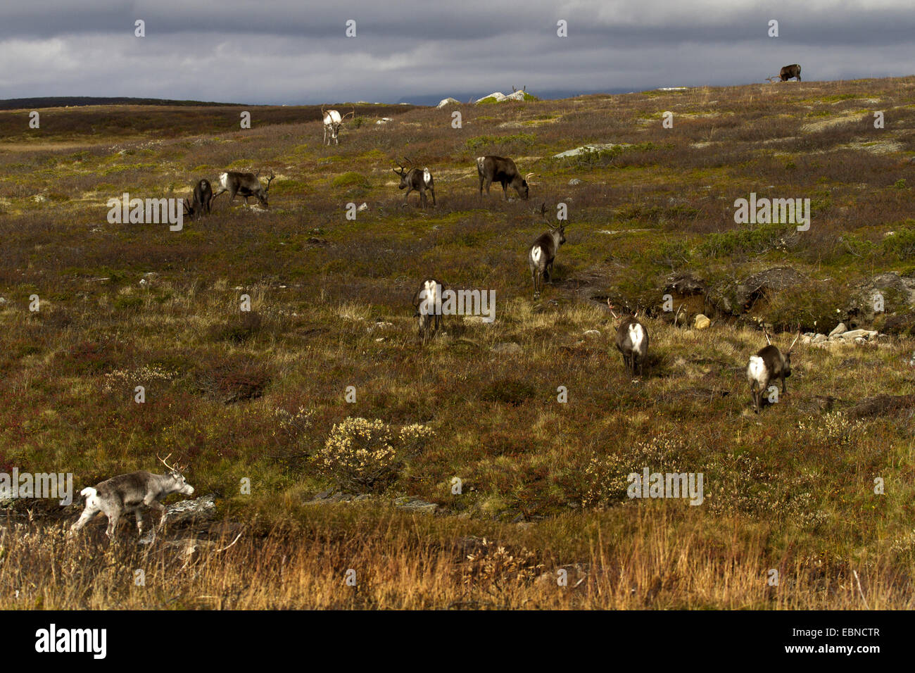 European reindeer, European caribou (Rangifer tarandus tarandus), herd ...