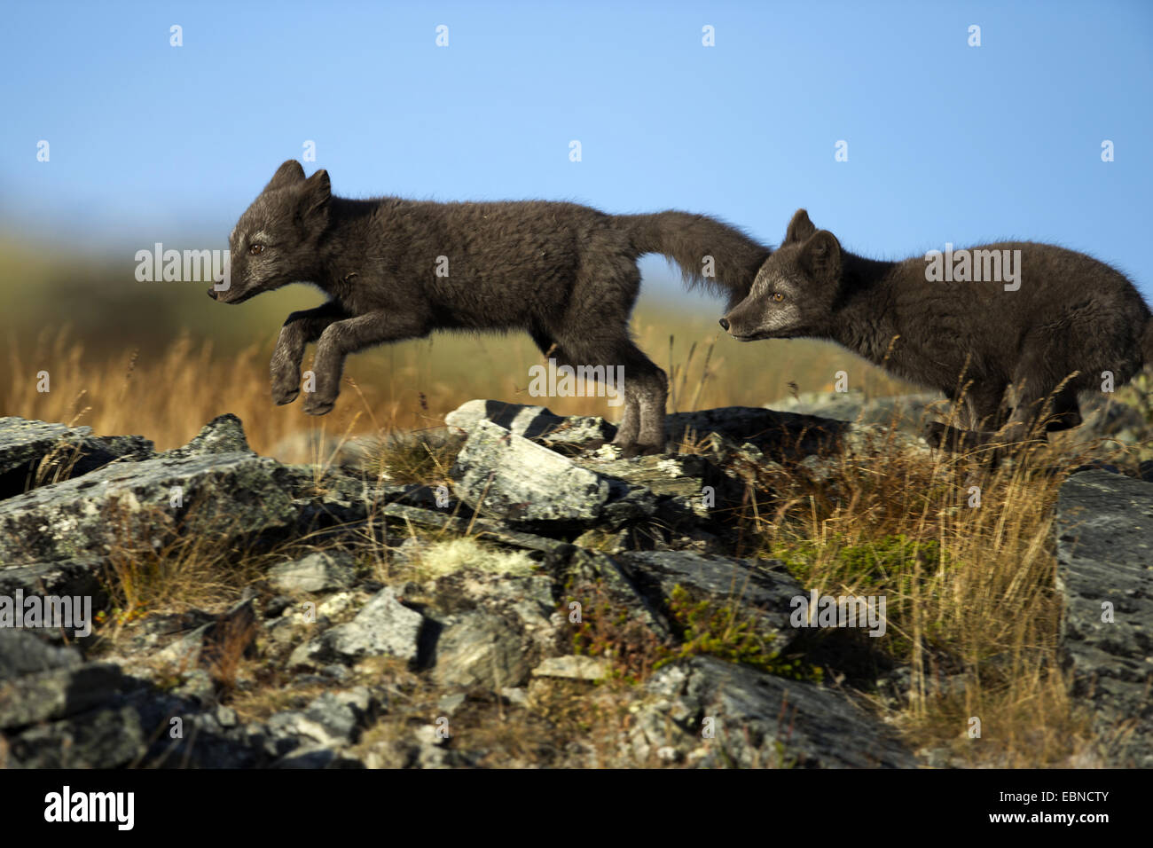 Two arctic fox vulpes hi-res stock photography and images - Alamy
