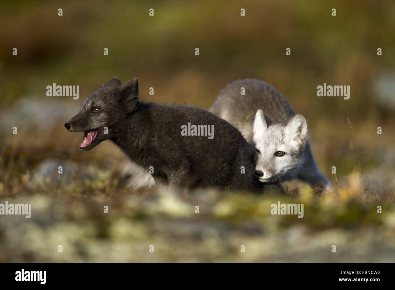 arctic fox, polar fox (Alopex lagopus, Vulpes lagopus), black and light ...