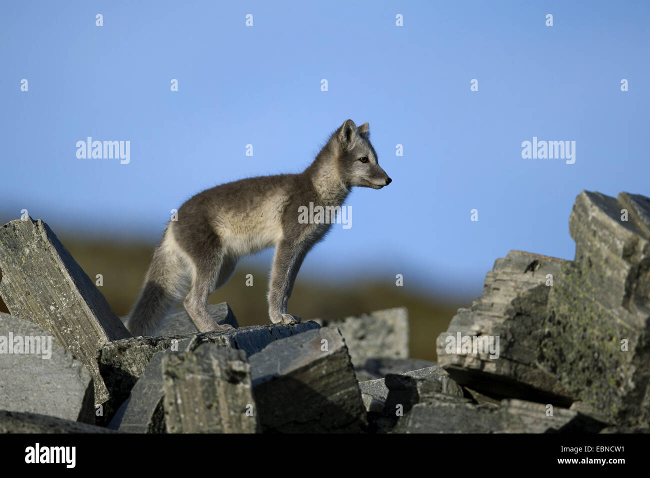 arctic fox, polar fox (Alopex lagopus, Vulpes lagopus), standing on ...