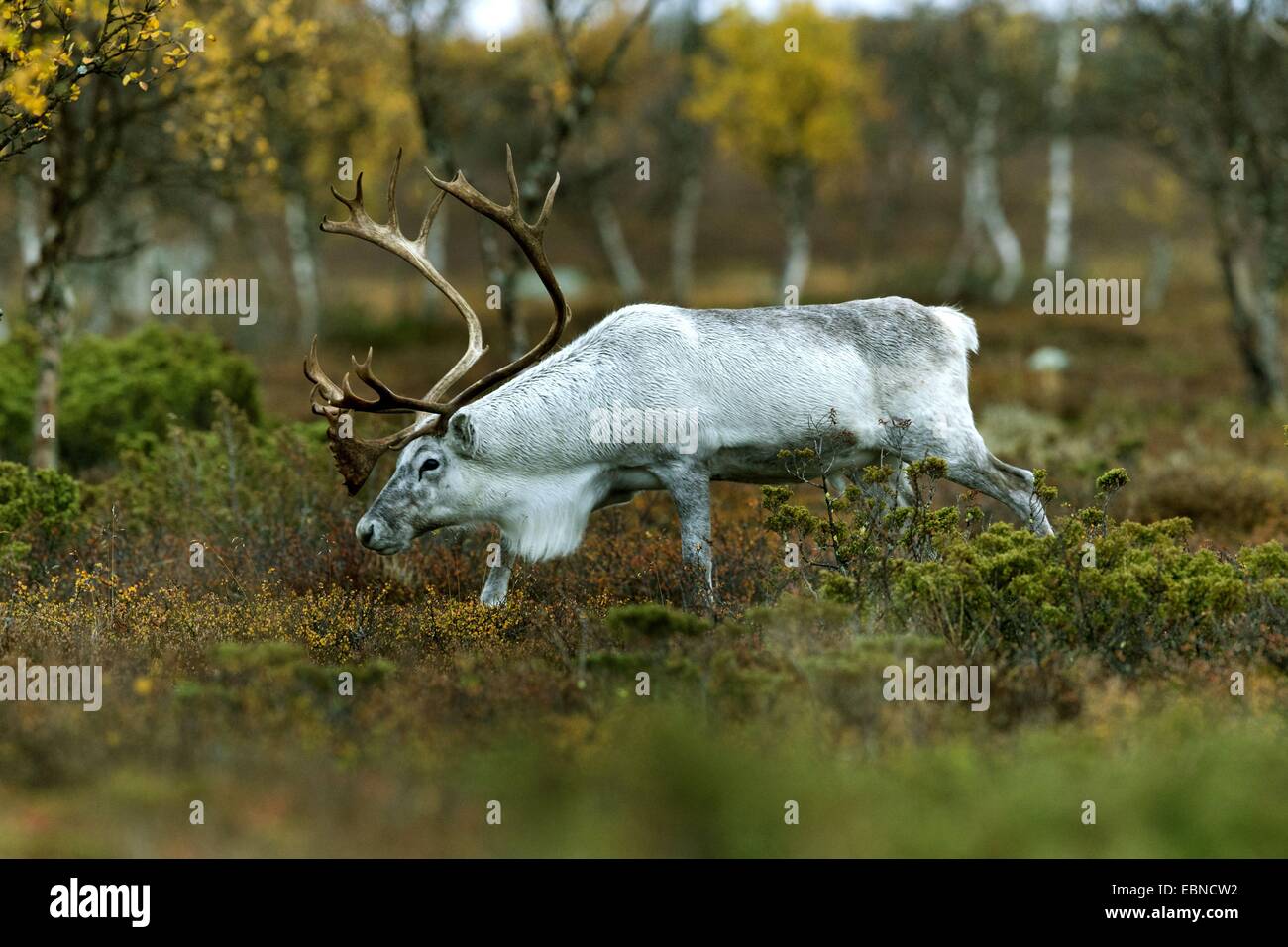 European reindeer, European caribou (Rangifer tarandus tarandus), in ...