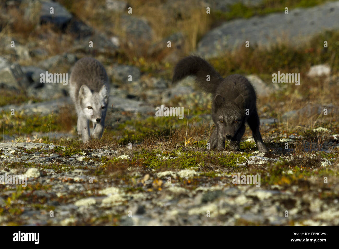 arctic fox, polar fox (Alopex lagopus, Vulpes lagopus), black and gray ...