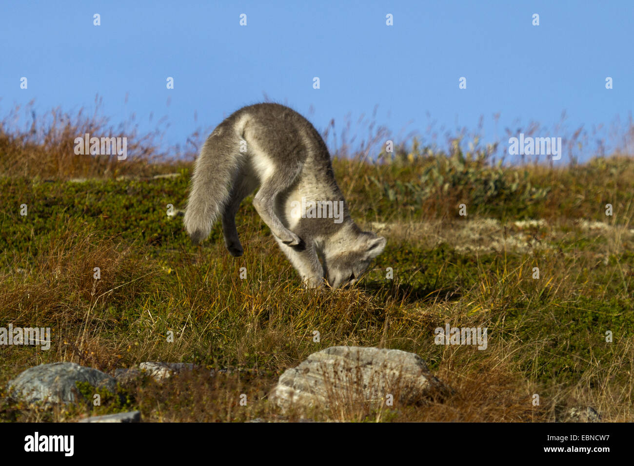 Arctic fox jumping hi-res stock photography and images - Alamy