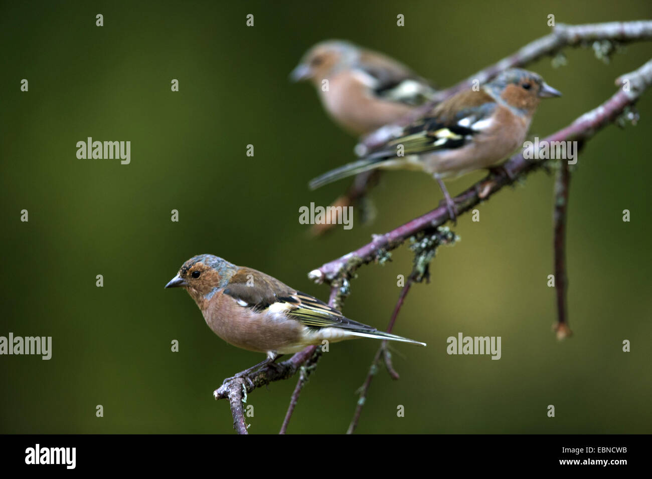 chaffinch (Fringilla coelebs), three chaffinches sitting on a twig ...