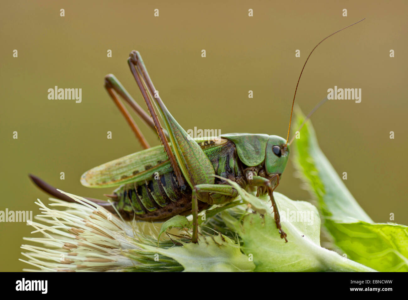 wart-biter, wart-biter bushcricket (Decticus verrucivorus), on a flower ...