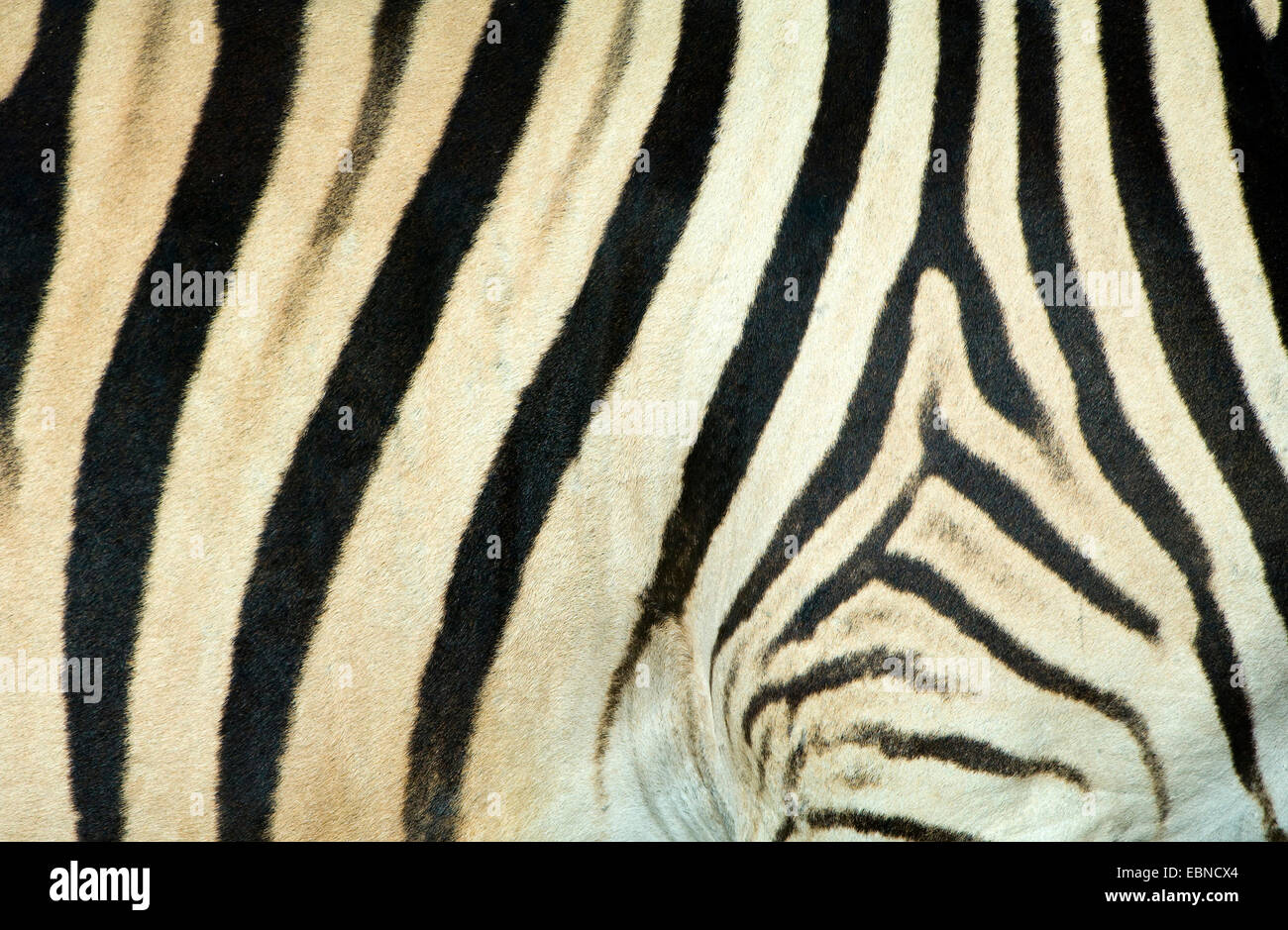 Fur pattern hi-res stock photography and images - Alamy