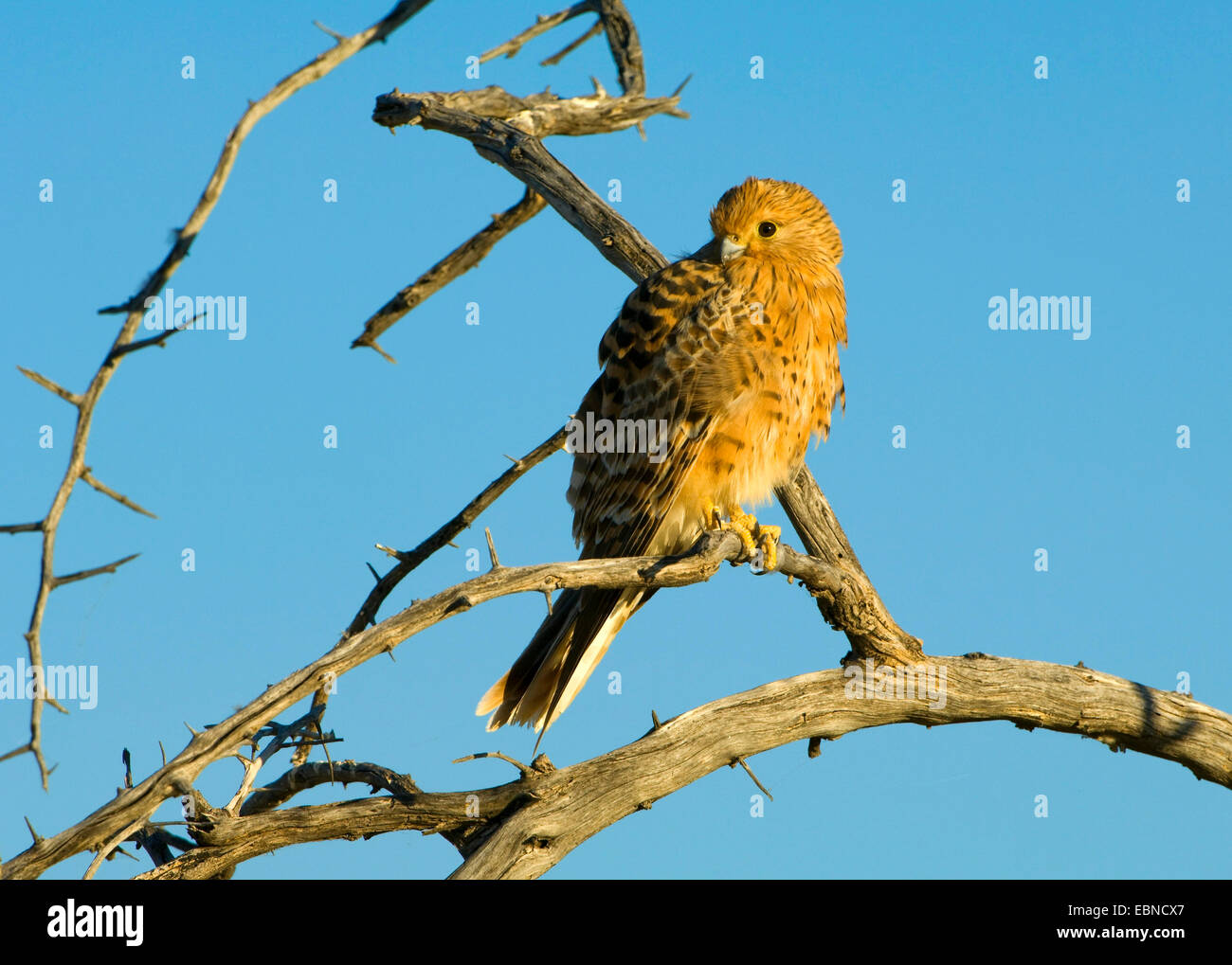 Namibia africa falcon bird hi-res stock photography and images - Alamy